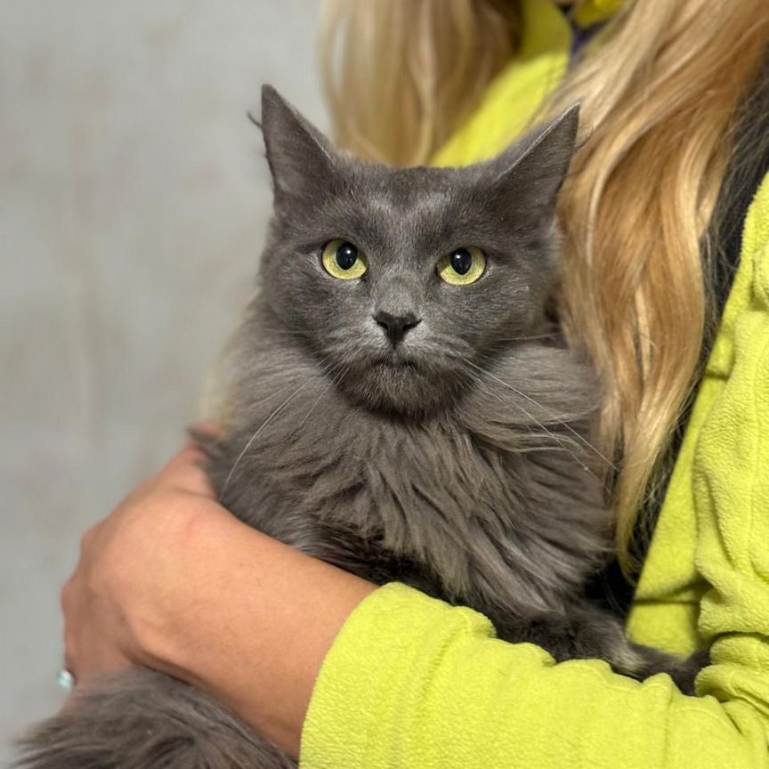 Кошка Румба из приюта