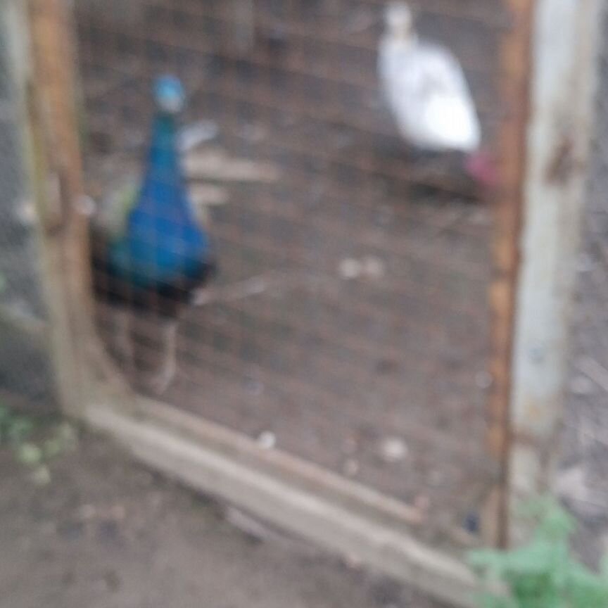 Продаются взрослые павлины 7 т р