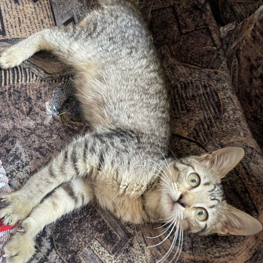 Катюша и Гречка в добрые ручки