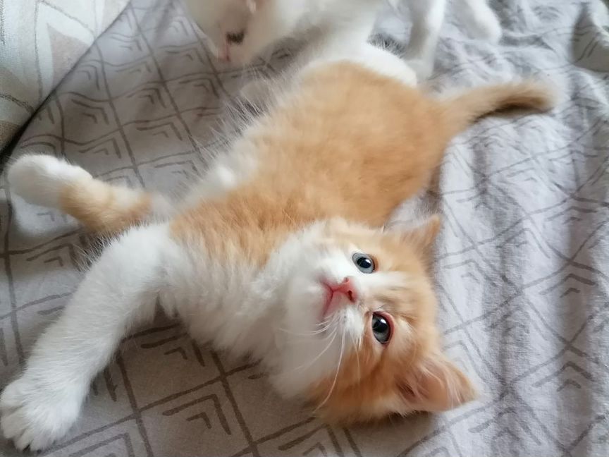 Котята в добрые руки