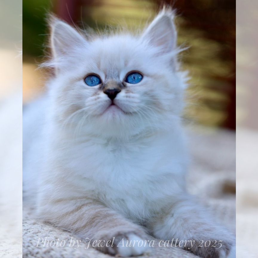 Невский маскарадный котёнок