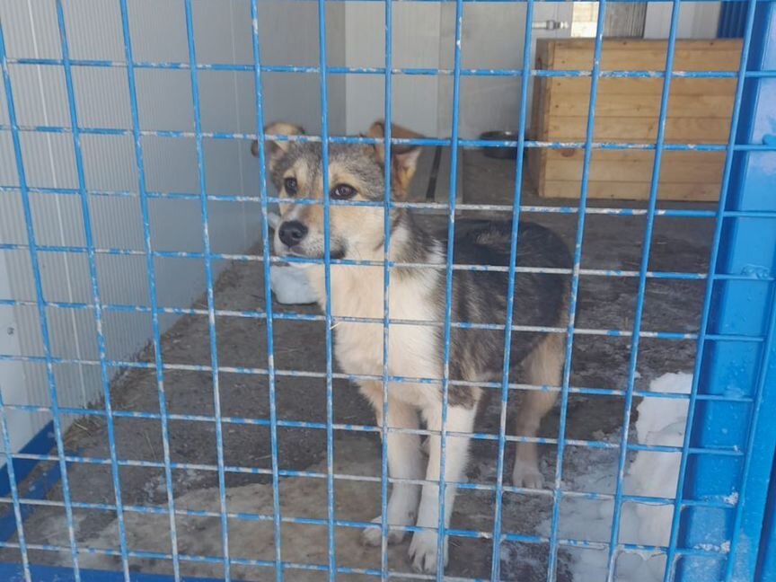 Добрые руки