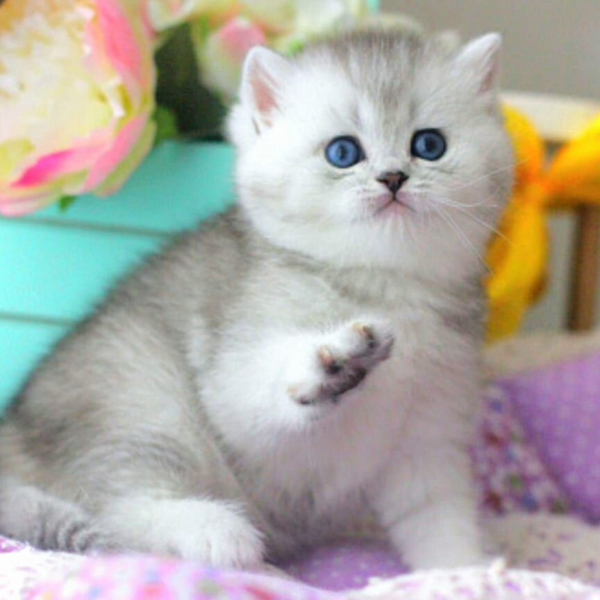 Плюшки Серебристая Шиншилла