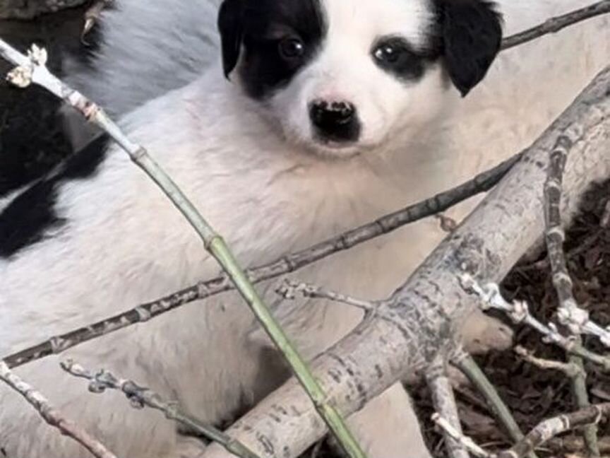 Спаси крошку