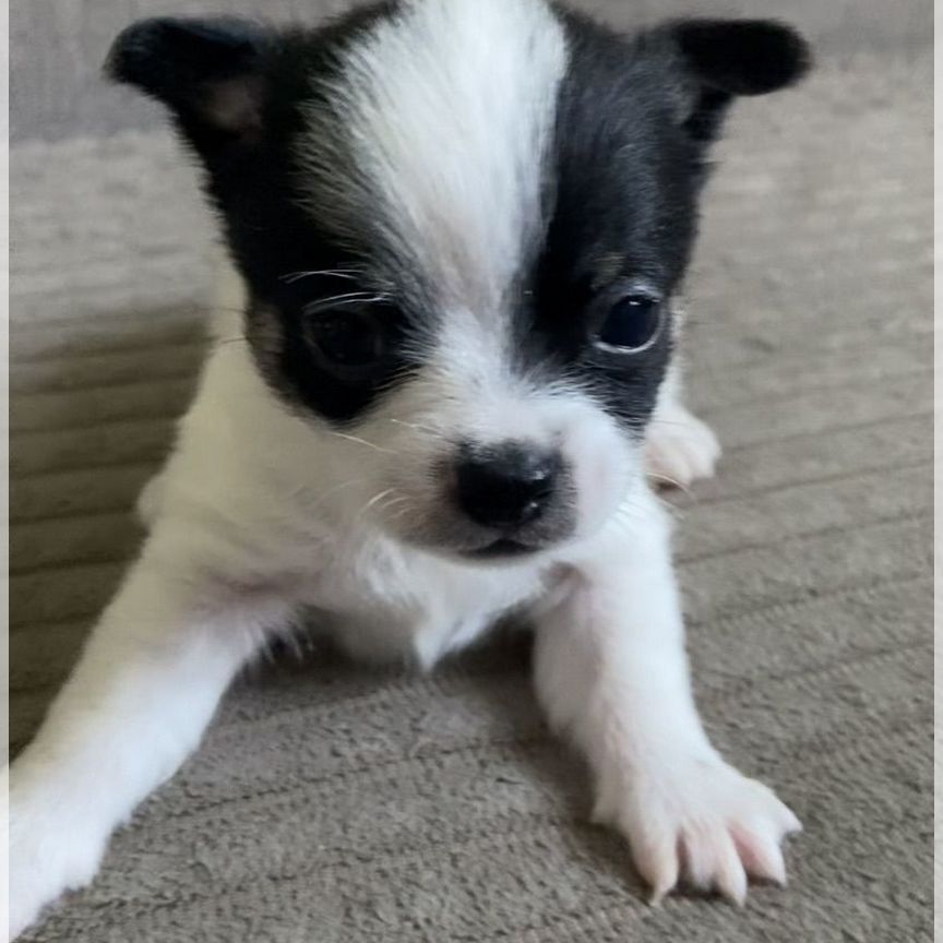 Чихуахуа, щенок