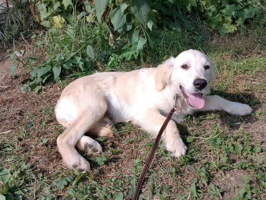 Ретривер (мальчик)