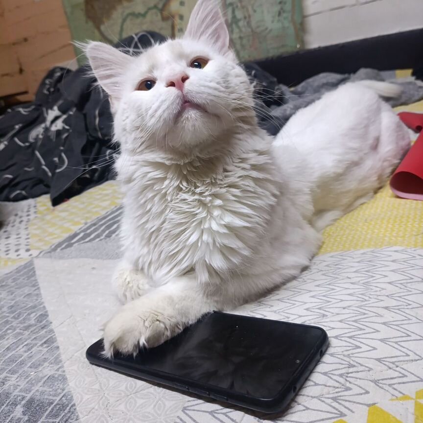 Мейн-кун, взрослый кот