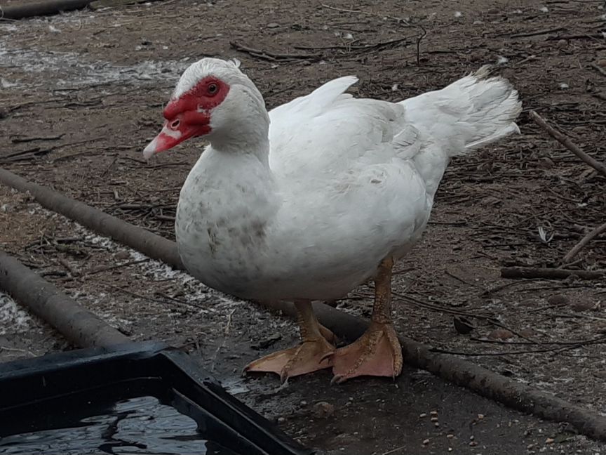 Мускусные утки тяжелые линии