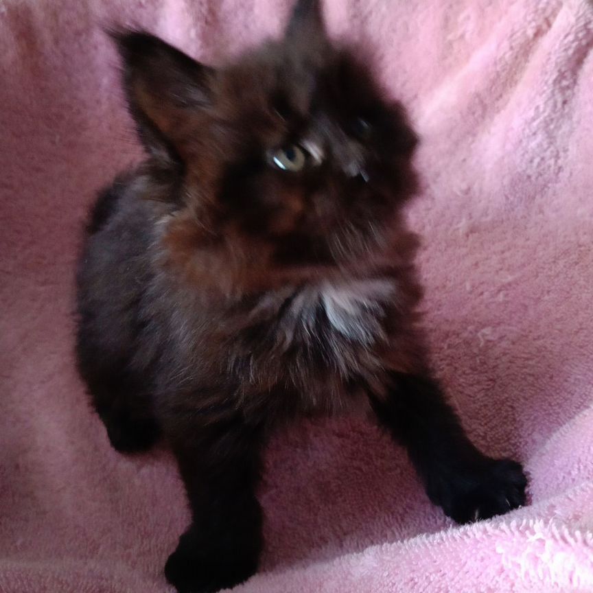 Мейн-кун котёнок