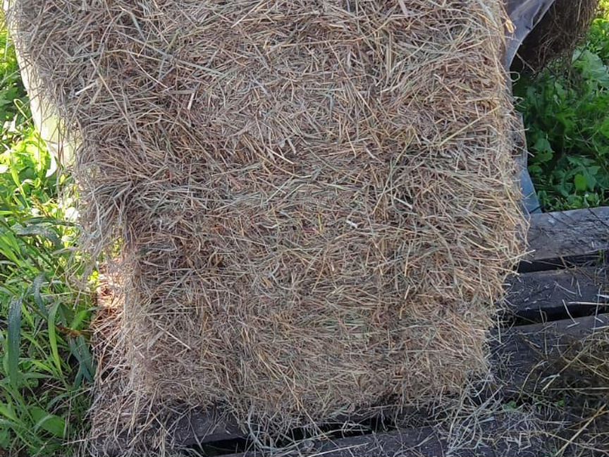 Сено разнотравье в брикетах 2023