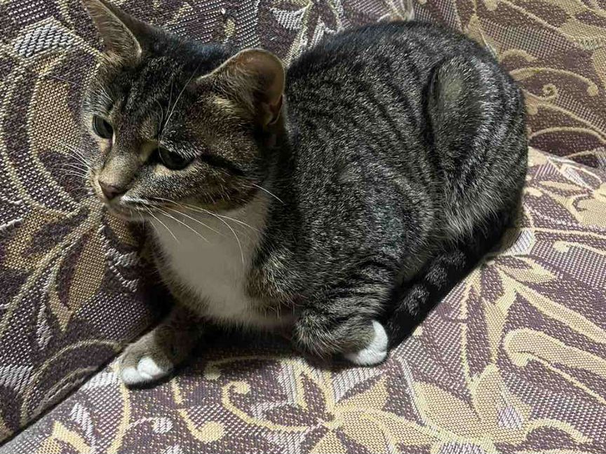 Кисонька в добрые руки.подбросили