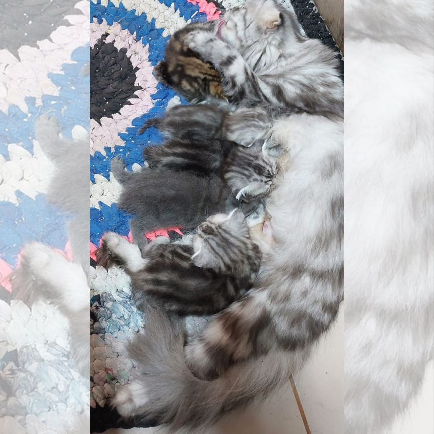 Шотландский вислоухий котёнок