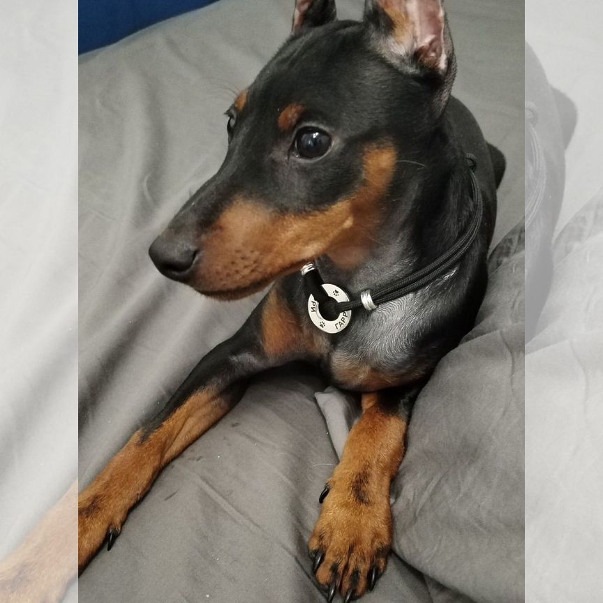 Адресник со шнурочком