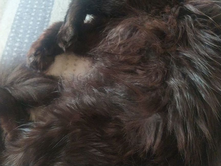Кот вязка