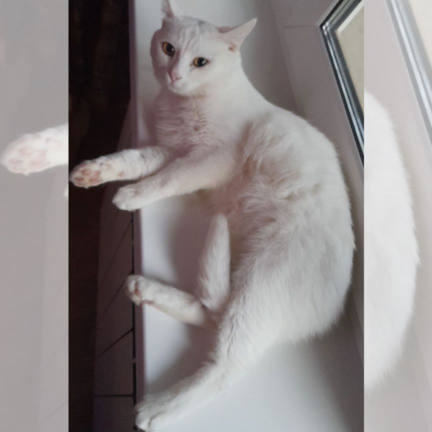Домашний котик,нужны любящие ручки