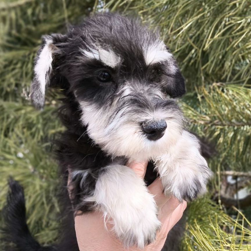 Цвергшнауцер, щенок