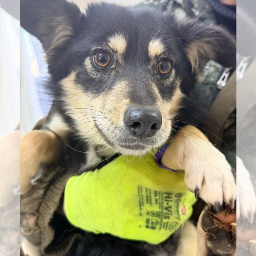 Взрослая собака в добрые руки