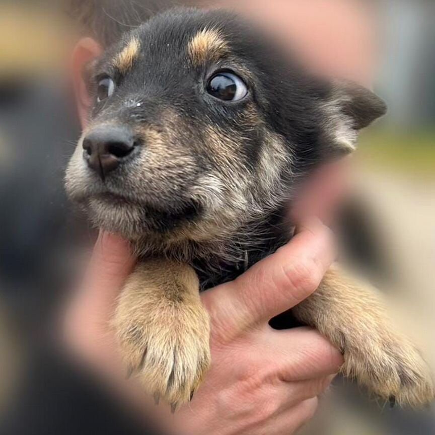 Щенок от частного владельца