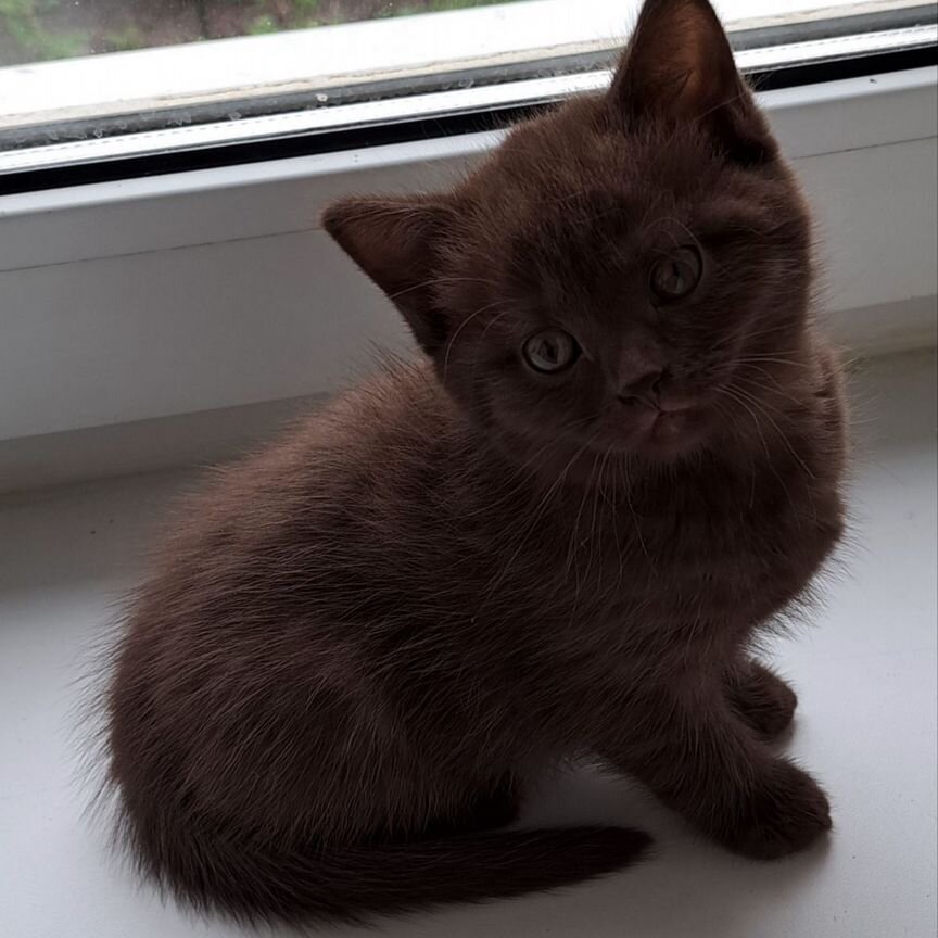 Шотландские котята 1,5 месяца