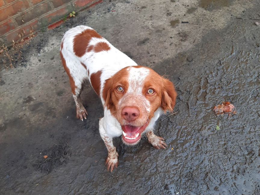 Бритон эпаниоль