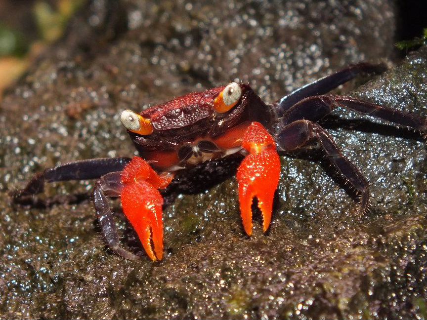 Краб Вампир (Красная армия )