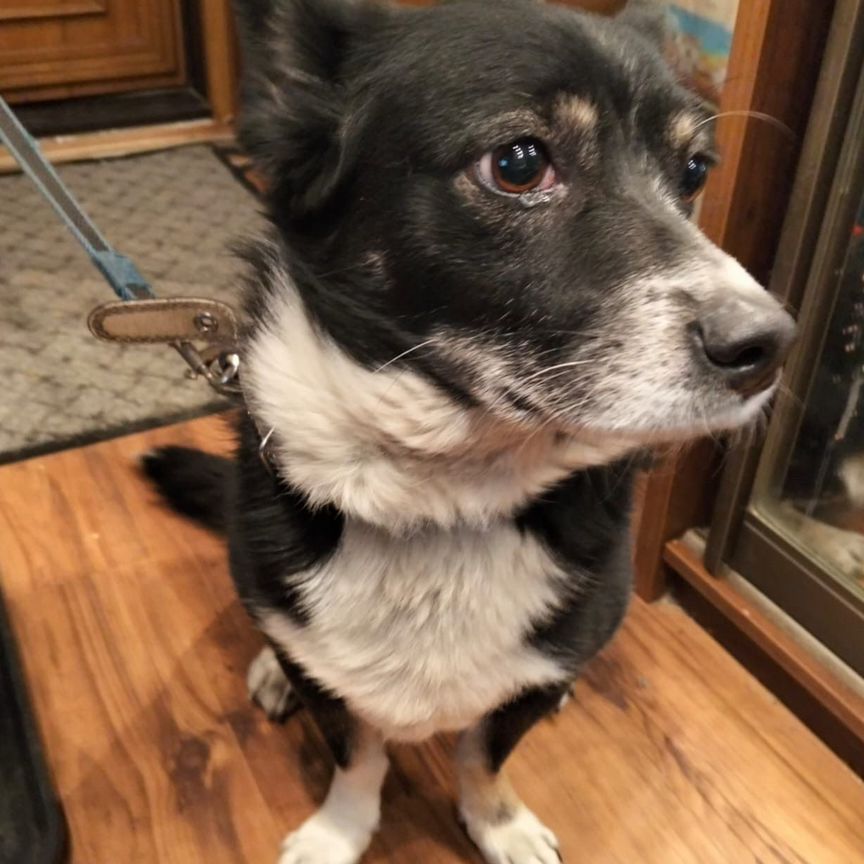 Взрослый пёс в добрые руки