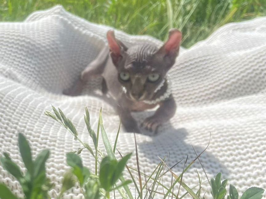 Канадский сфинкс котенок девочка