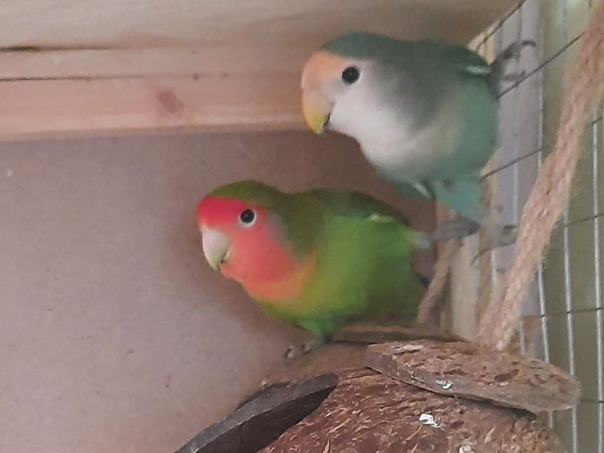 Попугаи неразлучники, рабочая пара