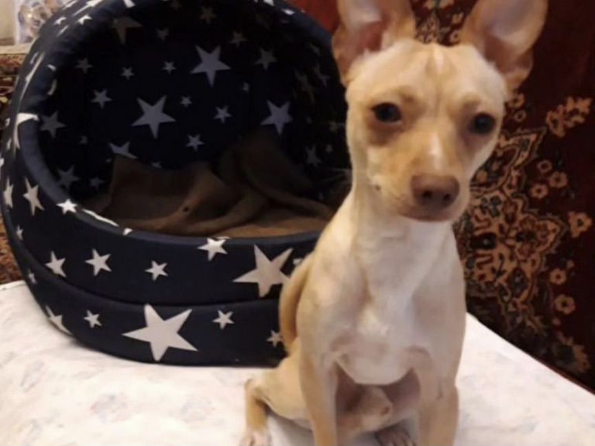 Щенки Той-терьер и джек