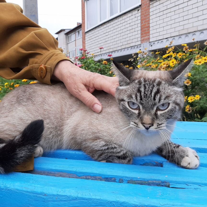 Отдаётся молодой котик