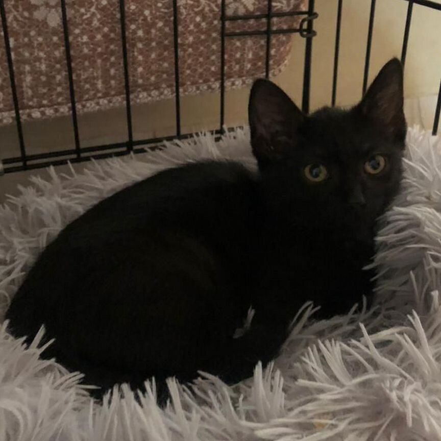 Отдадим котенка