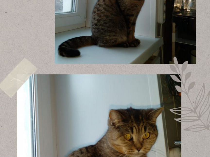 Кошка в добрые руки