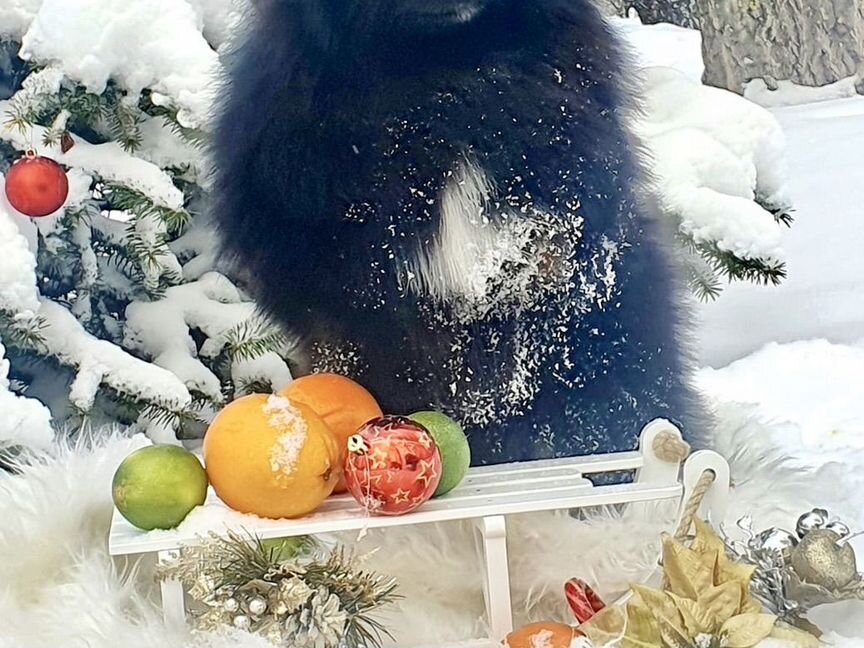 Шпиц шенок мальчик