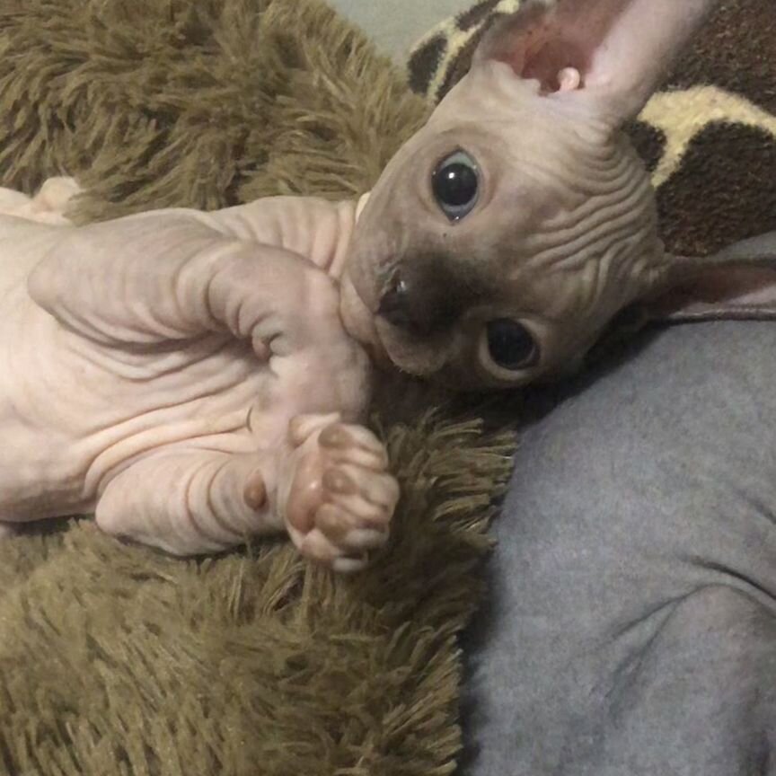 Канадский сфинкс котенок (Дарик)