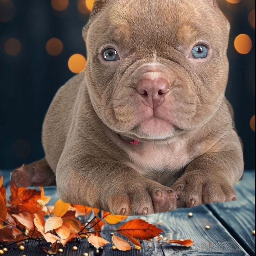 Американский булли девочка покет