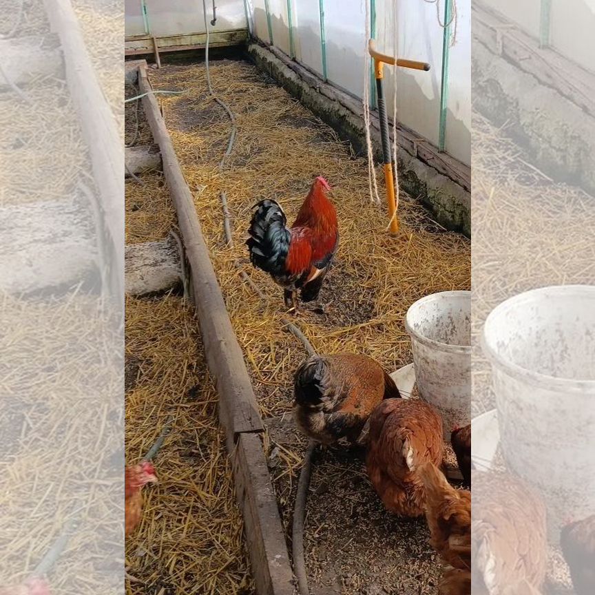 Продам петухов Брана