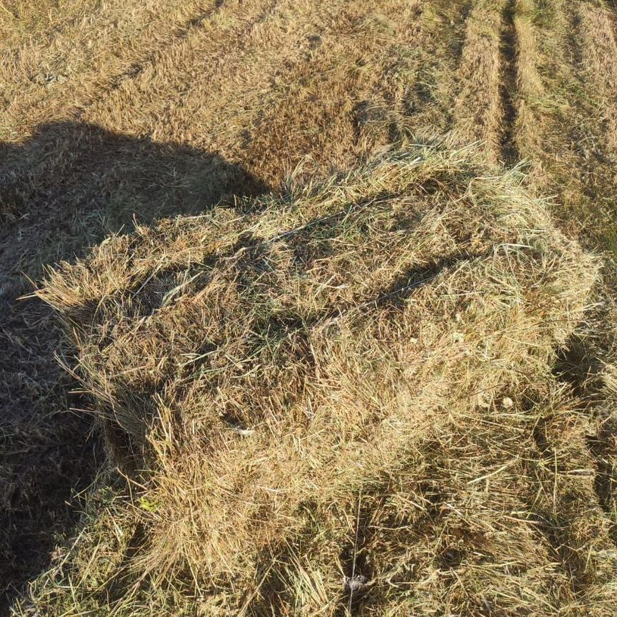 Сено в тюках 2024