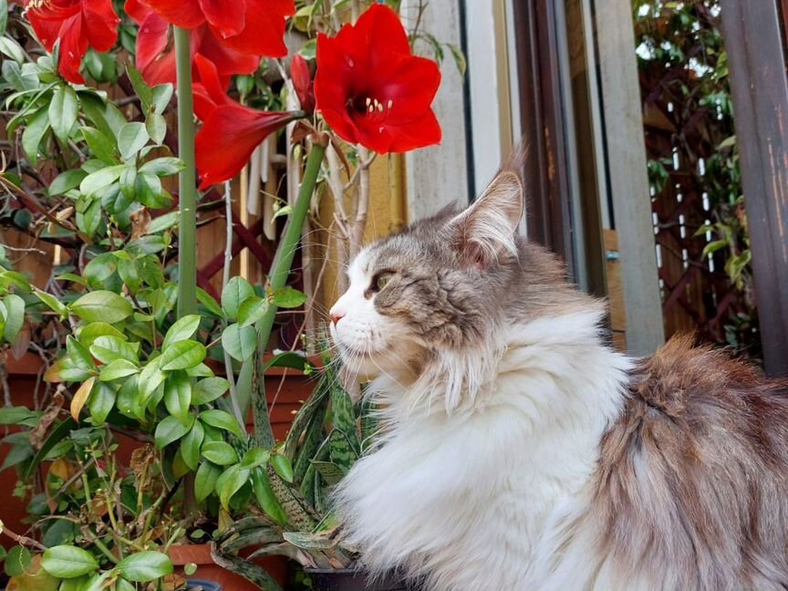 Взязка кошка мейнкун