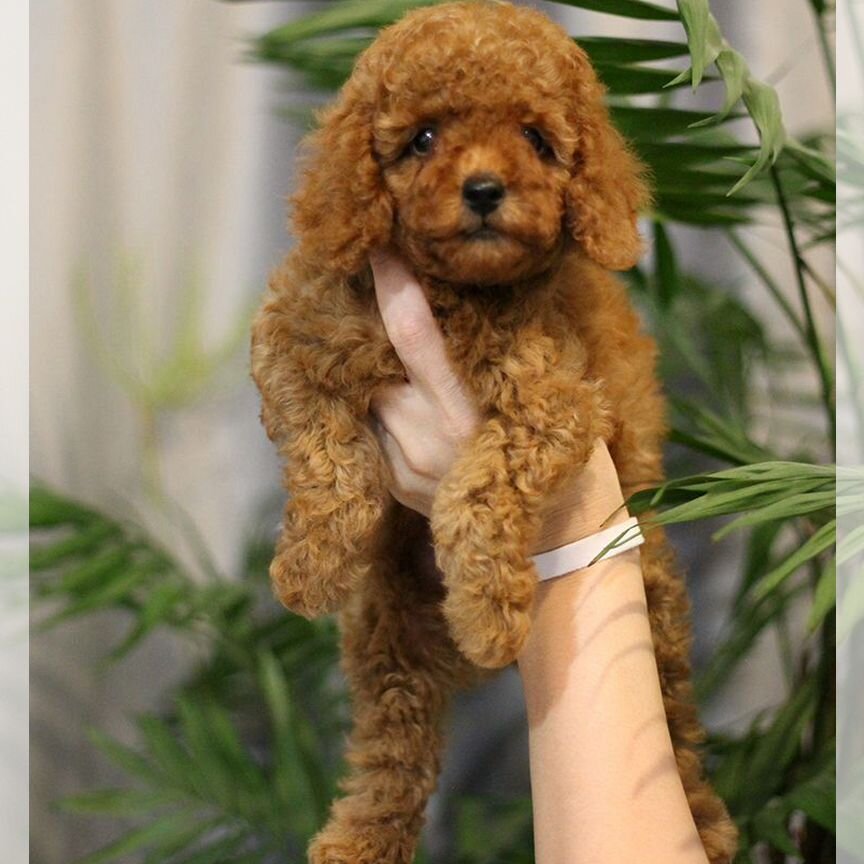 Той-пудель, щенок