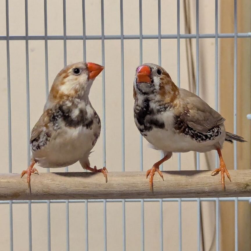 Зебровые амадины самцы