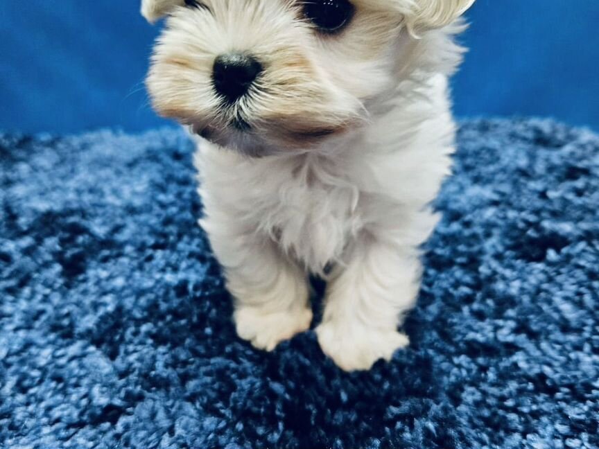 Щенки мальтезе РКФ