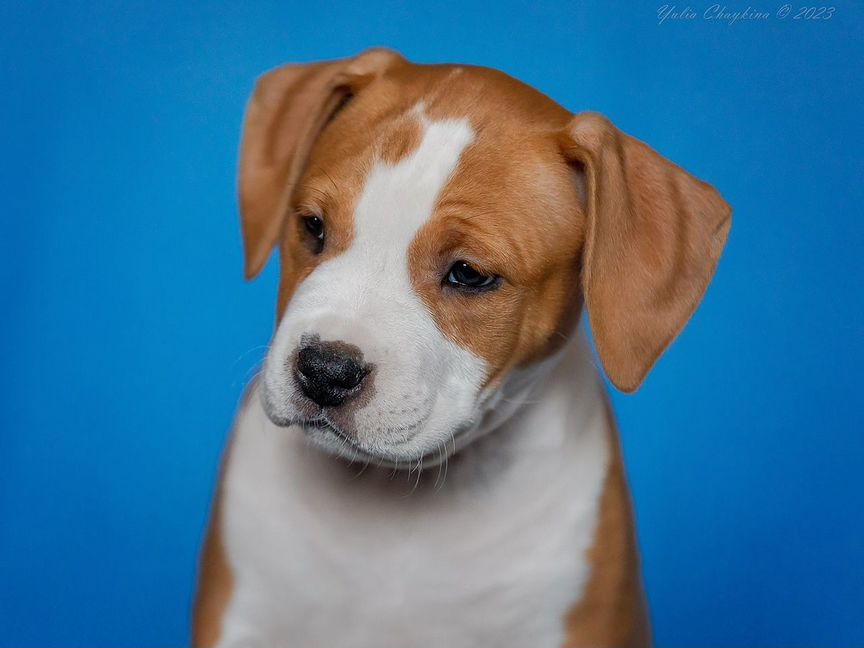 Щенки американского стаффтерьера