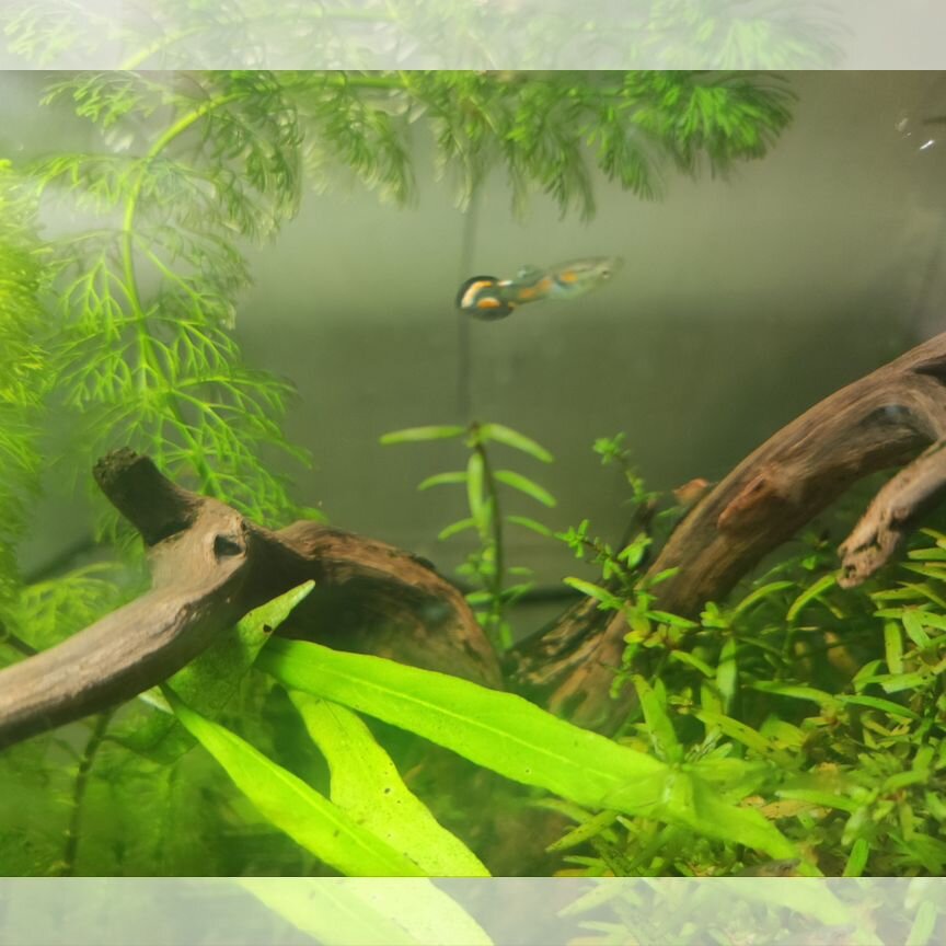 Рыбки гуппи эндера