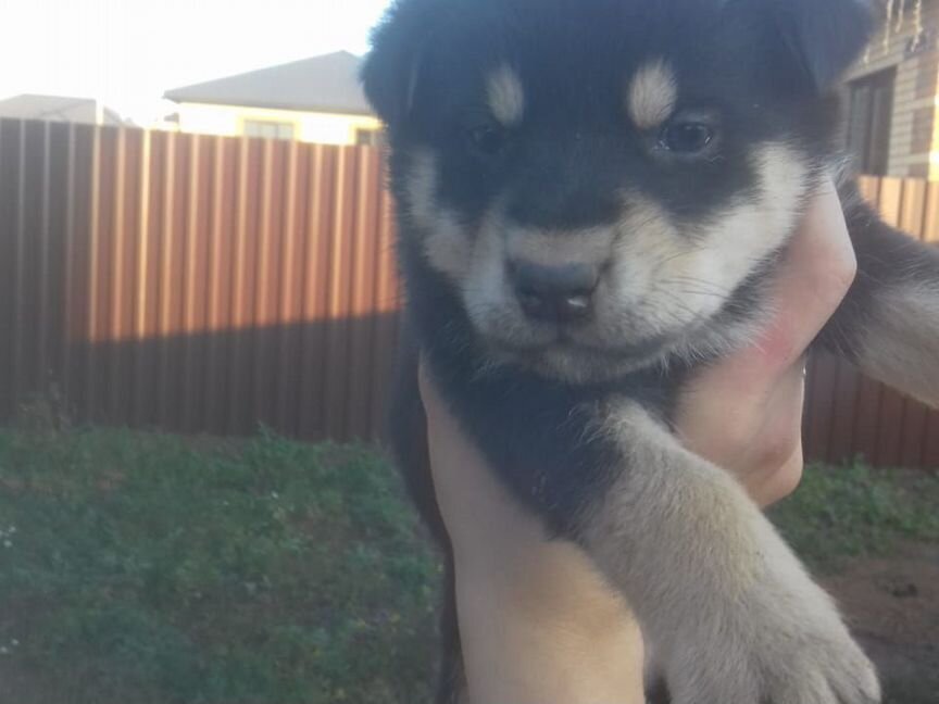 Маленькая собака в добрые руки бесплатно