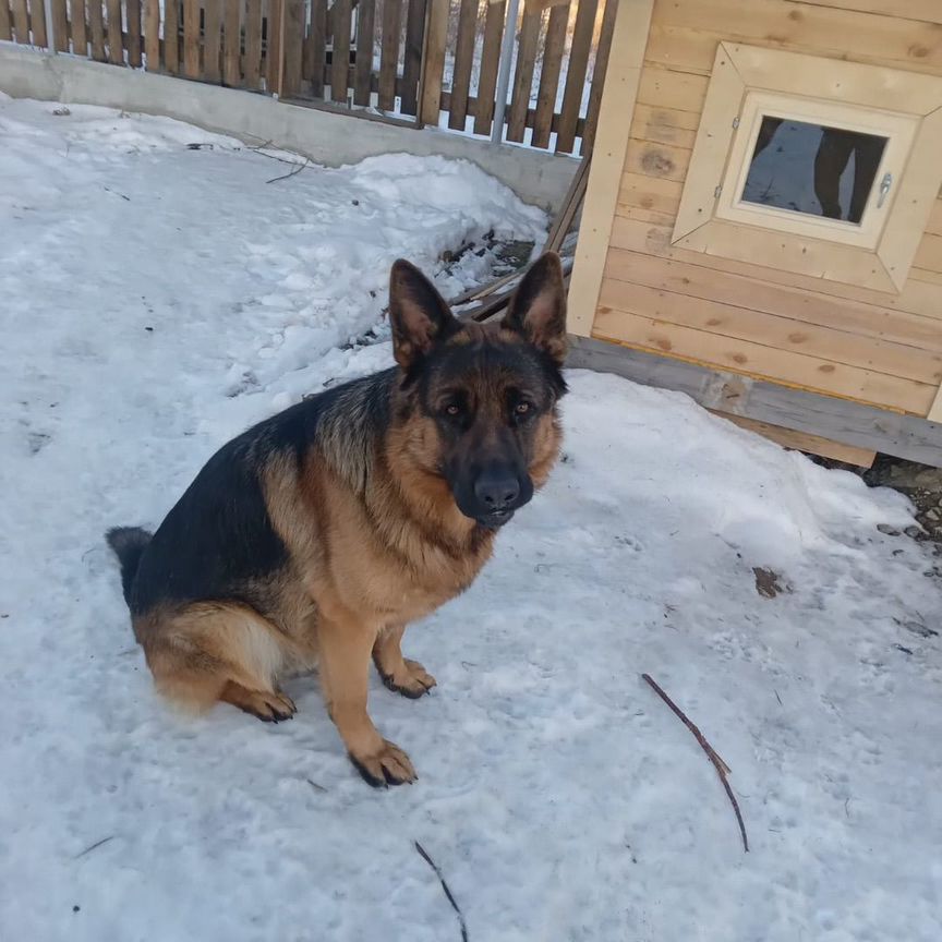 Немецкая овчарка вязка кобель