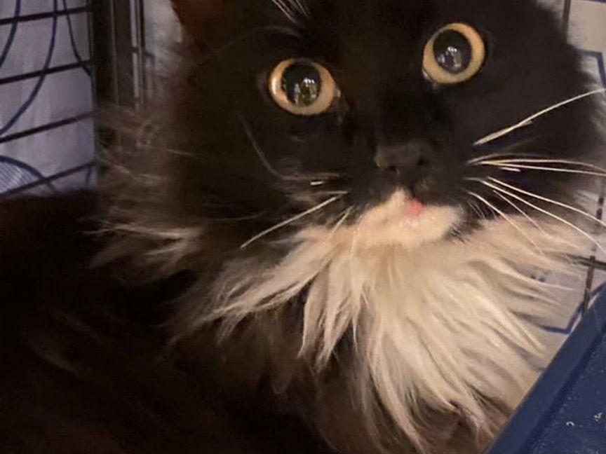 Отольются людям кошкины слезки,кошка в добрые руки