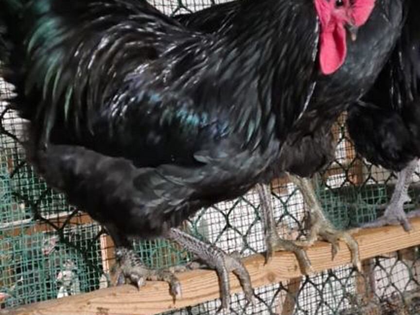 Джерсийский Гигант