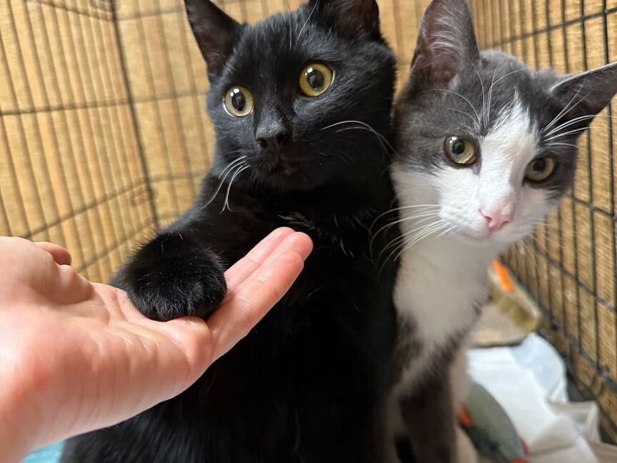 Котята в добрые руки