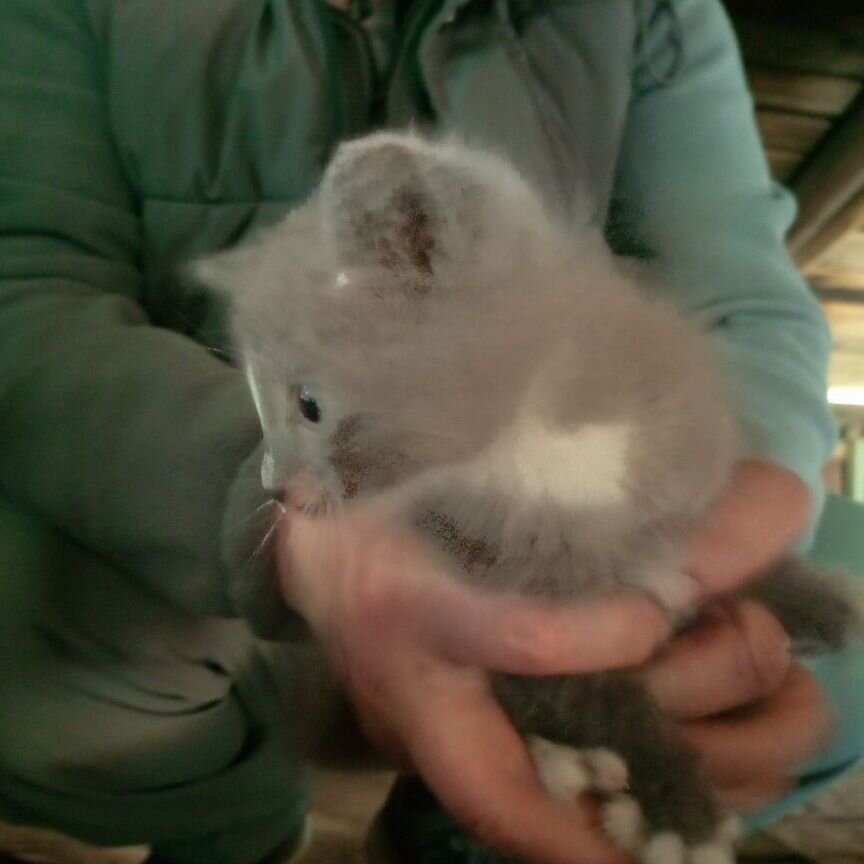 Котёнок в добрые руки