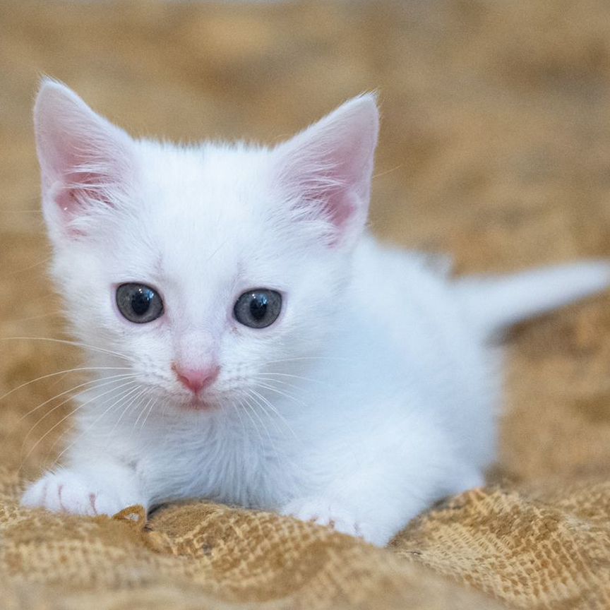 Котенок в добрые руки - девочка